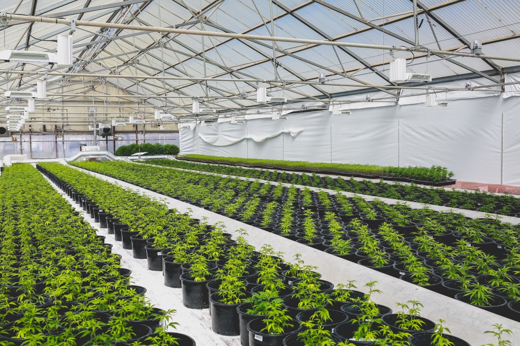 Can Big Pot Co’s Realistically Achieve Sustainability? - Canna West Seattle